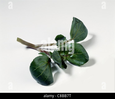 Sprig of watercress Stock Photo - Alamy