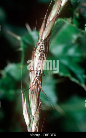 Meadow Plant Bug (Leptopterna dolabrata Stock Photo - Alamy