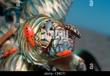 Welwitschia bug (Odontopus sexpunctatus) on Welwitschia mirabilis ...