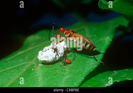 red coloured bird poo Stock Photo - Alamy