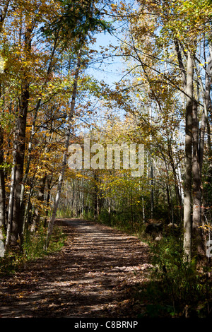Ontario forest trail through autumn leaves Stock Photo - Alamy