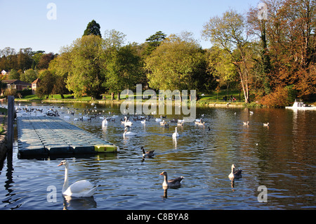 River Thames and Caversham Court Gardens, Caversham, Reading, Berkshire ...