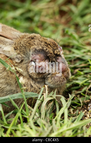 Wild rabbit (Oryctolagus cuniculus) sufferning from mxymotosis showing ...