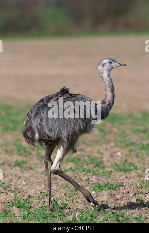 Greater Rhea (Rhea americana), female native to South America Stock ...