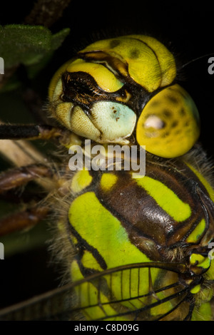Close-up of a roosting Southern Hawker (Aeshna cyanea) dragonfly Stock ...