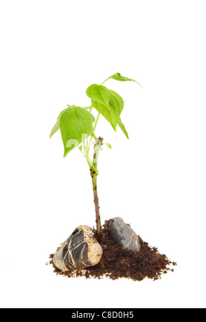 Young Green Seedling Growing from Soil on Garden Trowel Investment ...