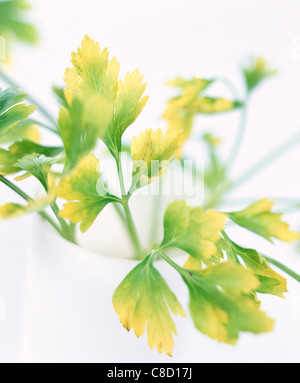 Flat leaved parsley Stock Photo - Alamy
