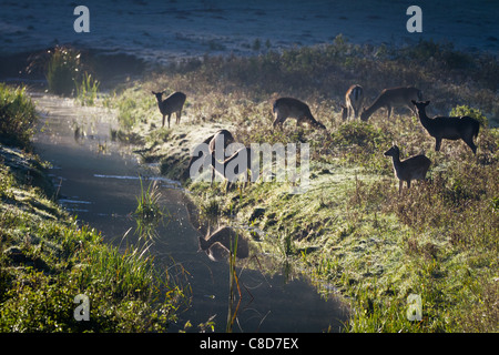 Reflection of antlers herd standing near the river at moonlight Stock ...