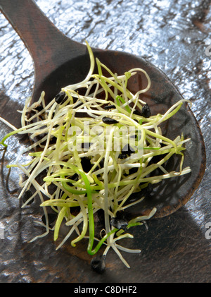 garlic with germ Stock Photo - Alamy