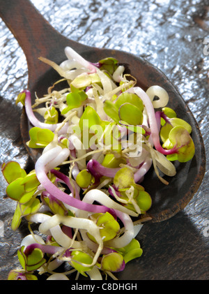 Pink radish sprouts Stock Photo - Alamy