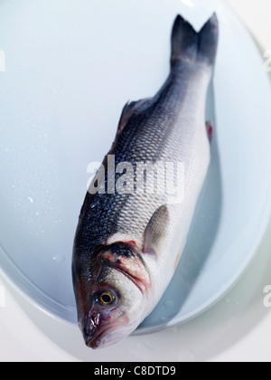 MARINE BASS Rock Stock Photo - Alamy