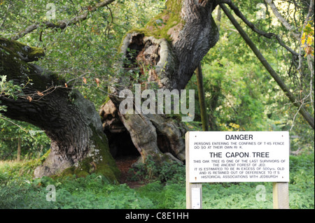 Ancient oak tree in Jedburgh known as the Capon Tree and thought to be ...