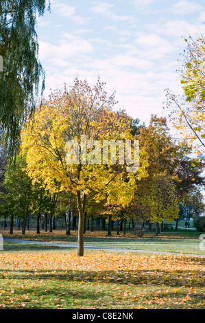 yellowed maple foliage on trees in the autumn season, changes in nature in the autumn season ...