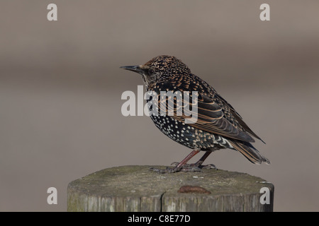 Starling (Sturnus vulgaris) in autumn migration, Languedoc coast ...