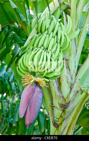 Green bananas on a tree. Banana flower on the tree. Bunch of bananas on ...