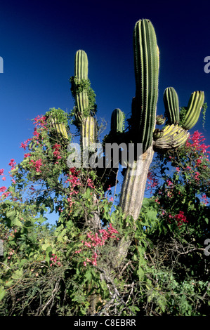 Cordon cactus in San Lucan xeric scrub ecoregion, Baja California Sur ...