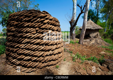 Neatly-stacked dried cow dung, hand-formed into pats to be used for ...