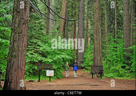 Family, North Grove Trail, Calaveras Big Tree, State Park, California ...