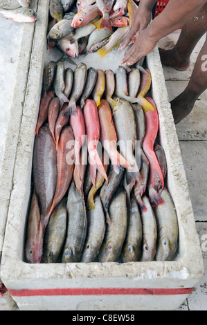 Packing reef fish into a polystyrene box for shipment at a fish market ...