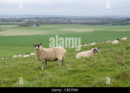 Beulah Speckled Face Sheep in Elan Valley Stock Photo - Alamy