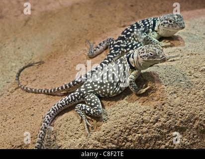 Collared lizard (Crotaphytus collaris bailey) Male.N. Arizona Stock ...