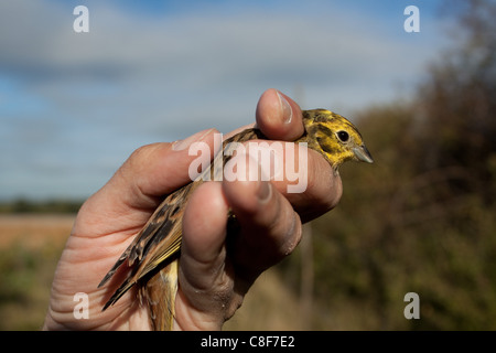 Bird ringer holding a Yellowhammer, Emberiza citrinella, in the ringers ...
