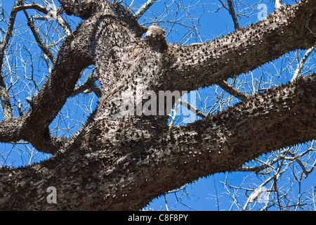 Spiny Pochote tree, Costa Rica, Central America Stock Photo - Alamy