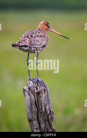 A Black-tailed Godwit (Limosa limosa) perched on a wooden fence Stock ...