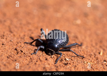 Namib Desert Beetle (Onymacris unguicularis) Tsisab Gorge, Brandberg ...