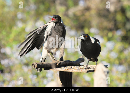 Adult Australian Magpie feeding Juvenile Australian Magpie, Gymnorhina ...