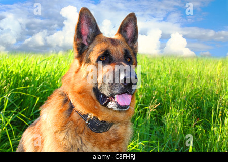 Pure breed champion German shepherd dog in show stand on green grass ...