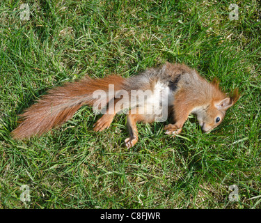 A dead squirrel Stock Photo - Alamy
