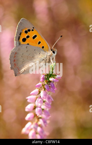 Small Copper (Lycaena phlaeas) on Cross-leaved Heath (Erica tetralix ...