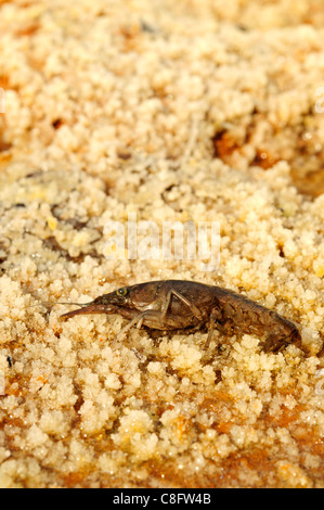 Dead crayfish in polluted environment Stock Photo - Alamy