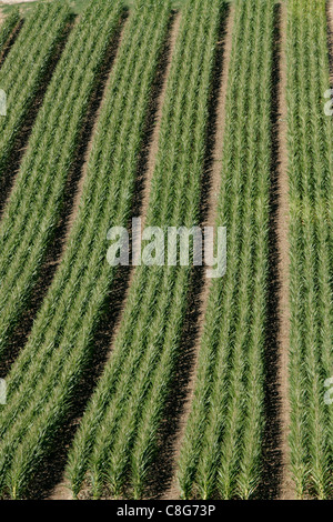 Corn growing on the hillside in Thailand Stock Photo - Alamy
