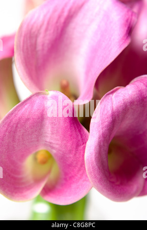 Pink mini dwarf calla lilies Stock Photo - Alamy