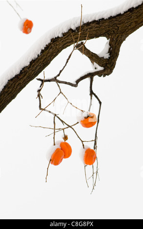 Snow on persimmon tree Stock Photo - Alamy