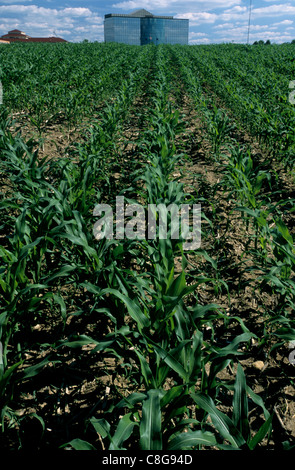 Corn field near Madison Wisconsin Stock Photo - Alamy