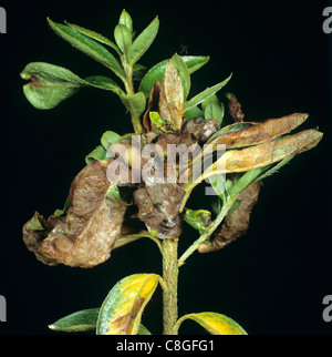 Azalea gall (Exobasidium vaccini) leaf galls on azalea (Rhododendron ...
