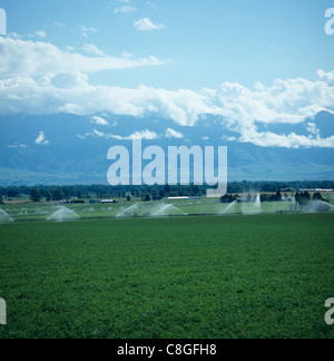 Pivoted boom sprinkler irrigating alfalfa crop shortly after cutting ...