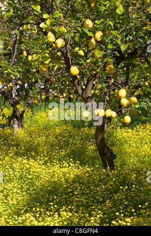 Lemon trees in Sorrento, Italy Stock Photo - Alamy