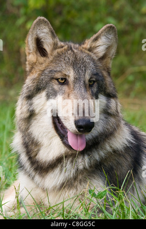 Grey wolf, near Layfayette, Indiana, United States of America Stock ...