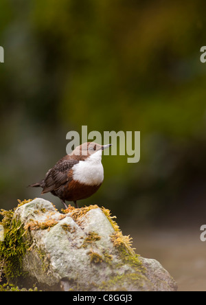 dipper on rock Stock Photo - Alamy