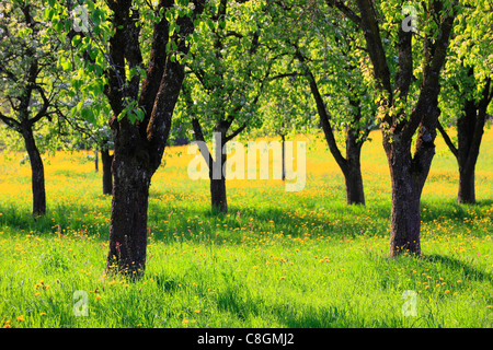 Agrarian, everything, tree, trunk, pear tree, pear, pears, blossom ...