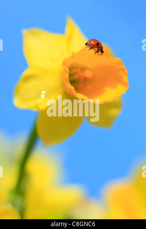 2, Adalia bipunctata, flower, flowers, splendour, blossom, flourish ...