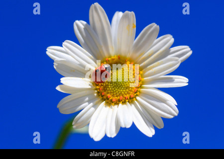 2, Adalia bipunctata, blossom, flower, flowers, splendour, flower ...