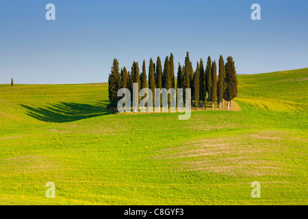 Torrenieri, Italy, Europe, Tuscany, crest, ridge, horizon, skyline ...