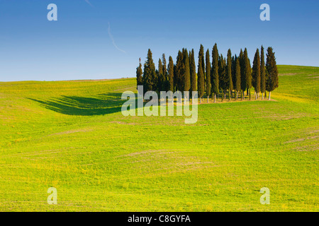 Torrenieri, Italy, Europe, Tuscany, crest, ridge, horizon, skyline ...