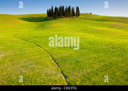 Torrenieri, Italy, Europe, Tuscany, crest, ridge, horizon, skyline ...