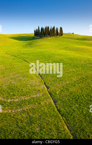 Torrenieri, Italy, Europe, Tuscany, crest, ridge, horizon, skyline ...
